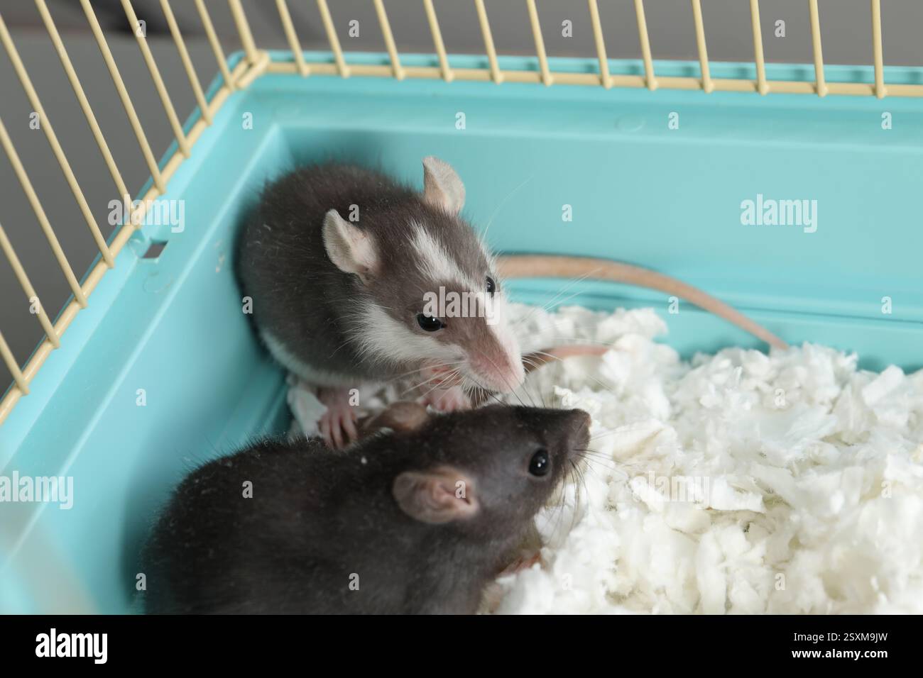 Adorable little rats in hi-res stock photography and images - Alamy