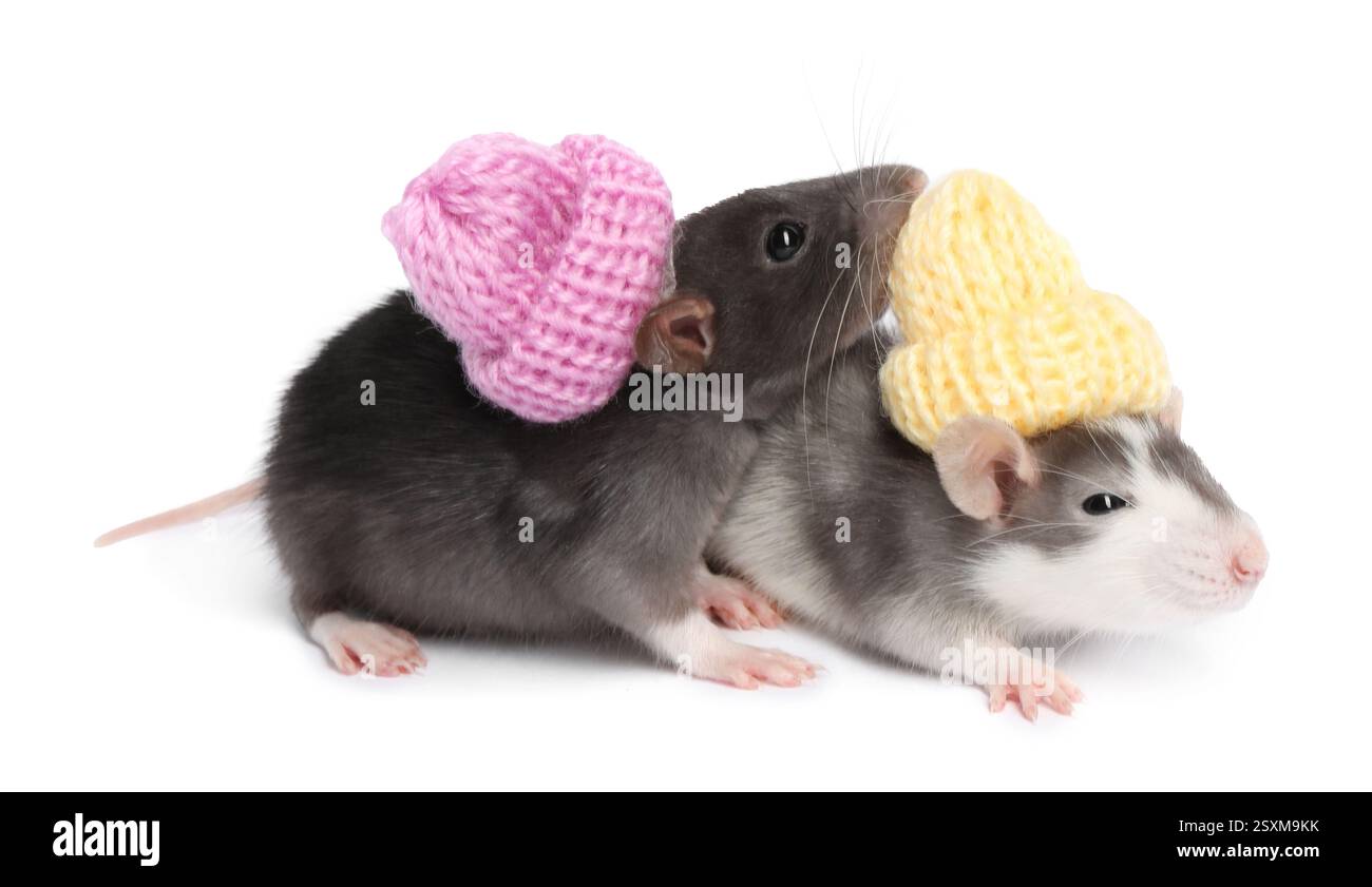 Cute rats in hats on white background Stock Photo - Alamy