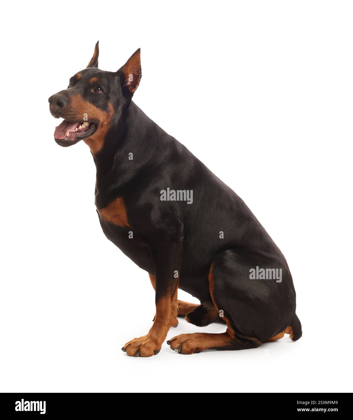 Adorable Doberman sitting on white background. Domestic pet Stock Photo ...