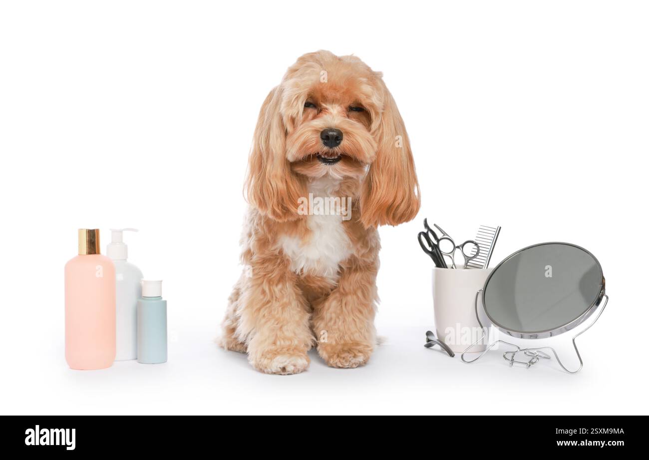 Cute dog and grooming tools on white background Stock Photo - Alamy