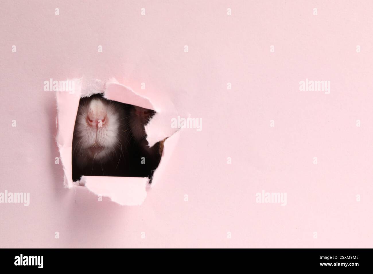 Cute rat looking through hole in pink paper sheet. Space for text Stock ...