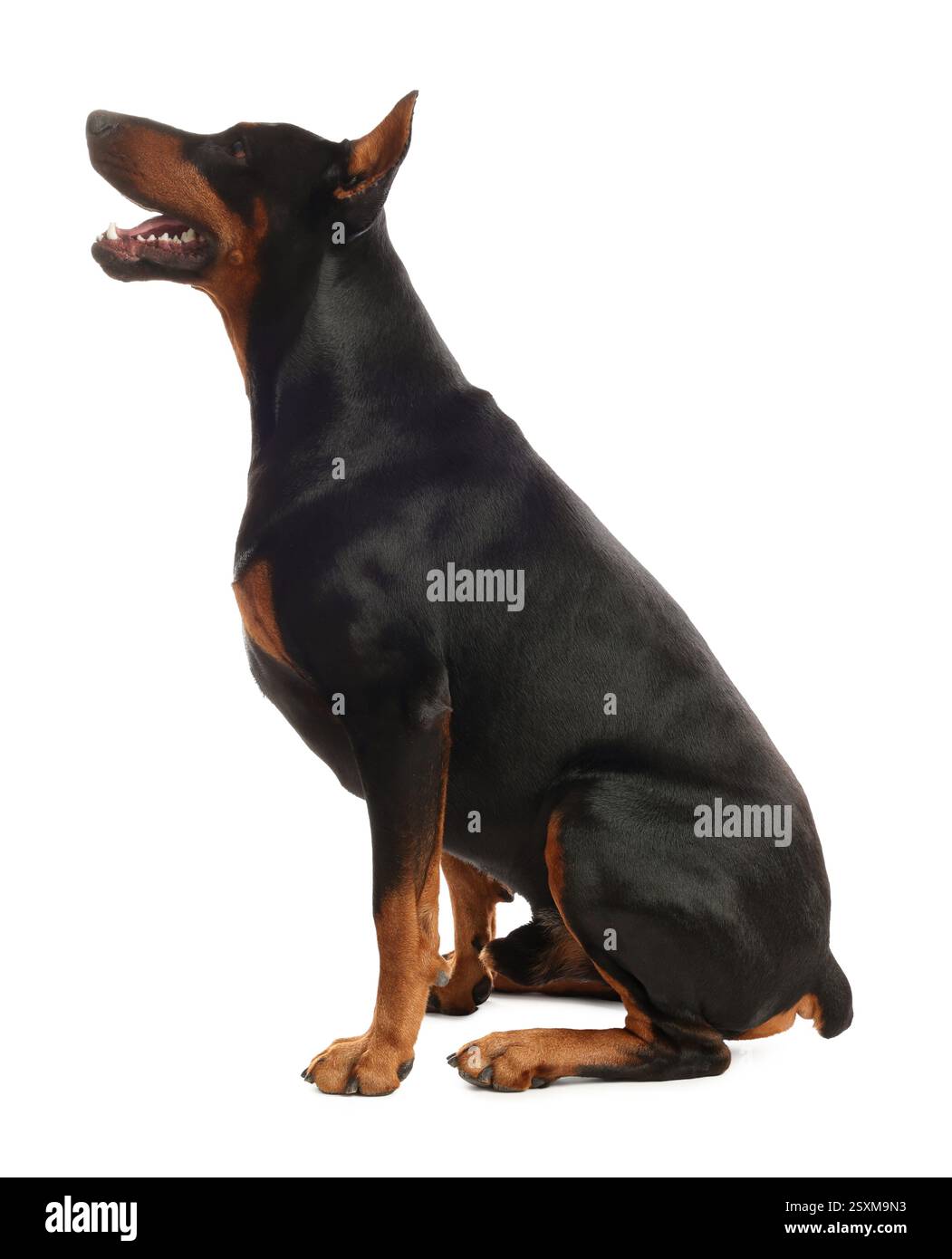 Adorable Doberman sitting on white background. Domestic pet Stock Photo ...
