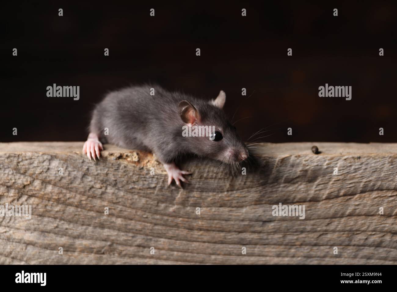 Rat infestation control hi-res stock photography and images - Alamy