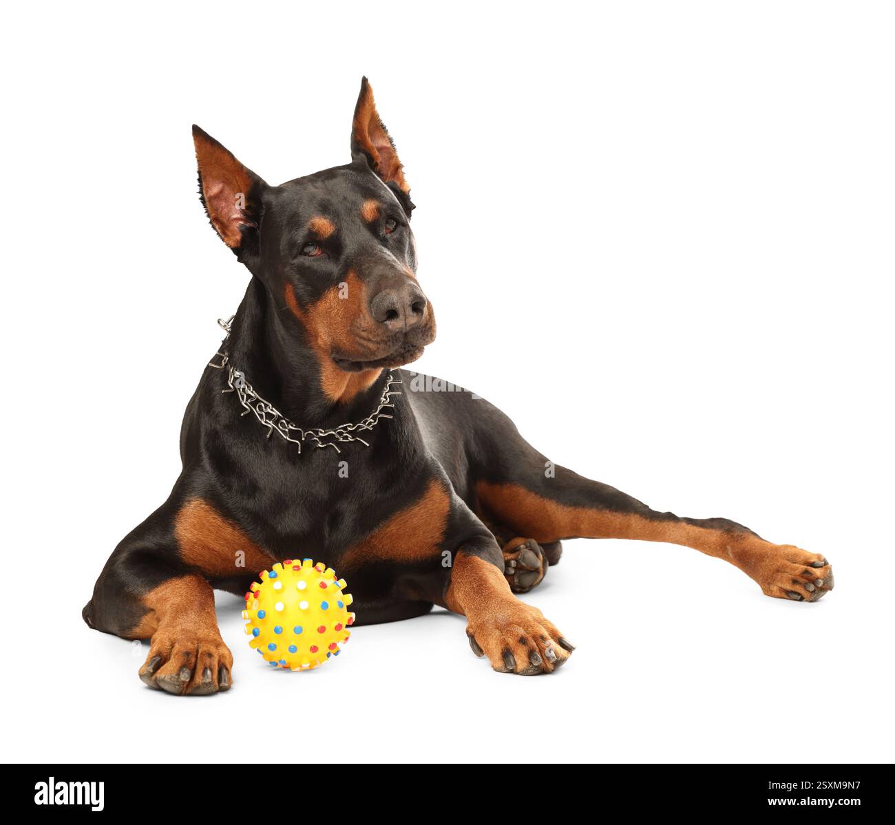 Adorable Doberman with toy on white background. Domestic pet Stock ...
