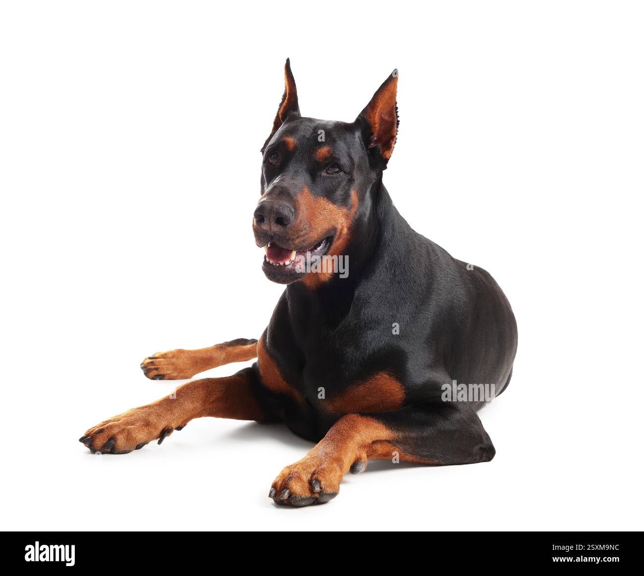 Adorable Doberman on white background. Domestic pet Stock Photo - Alamy