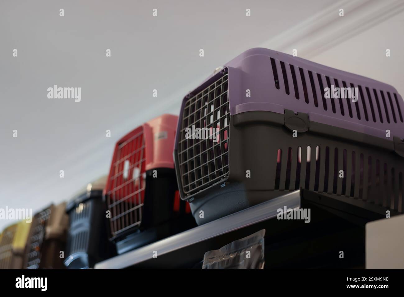 Different carriers on shelf in pet shop, low angle view. Space for text ...