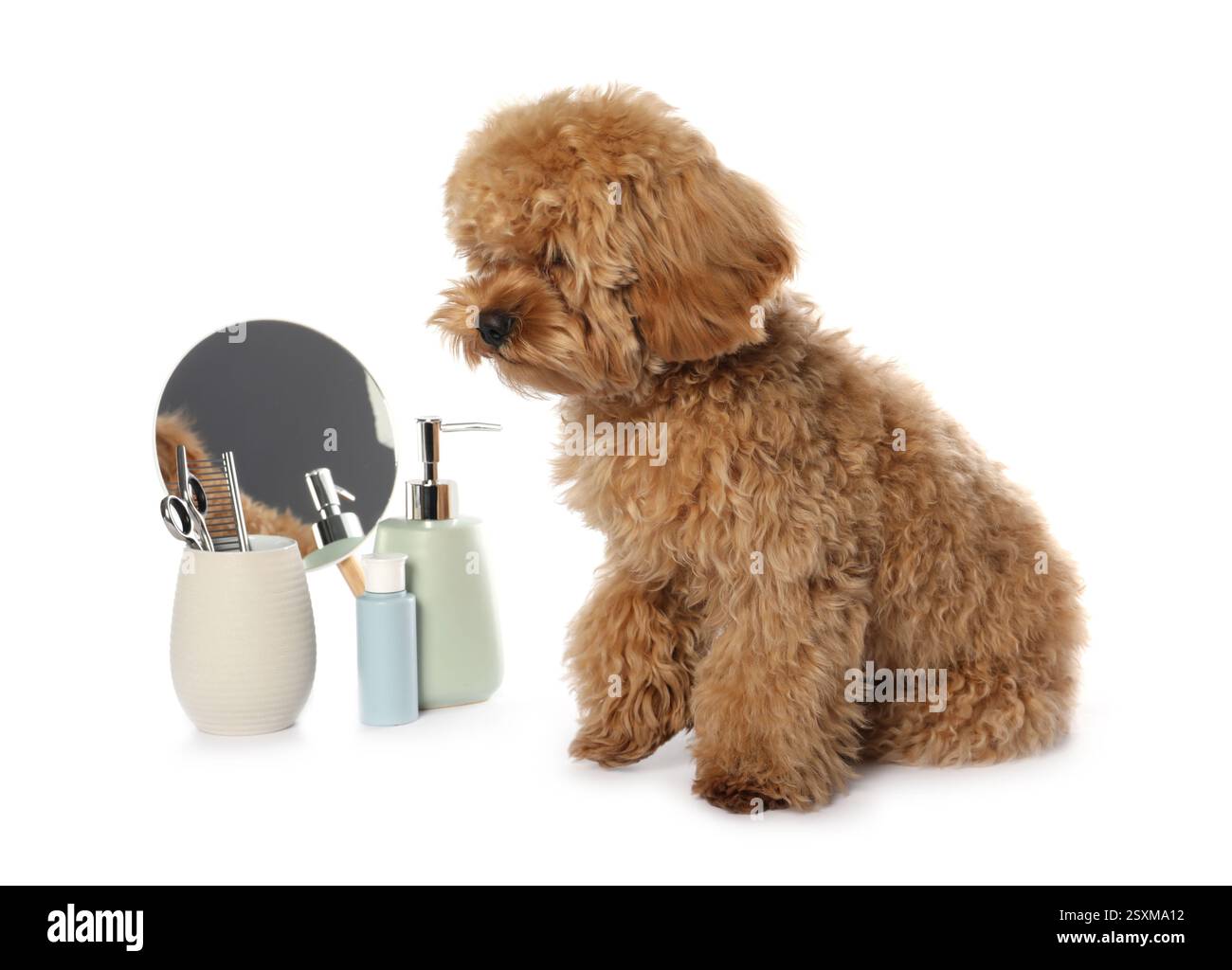 Cute fluffy dog, grooming tools and cosmetic products on white ...