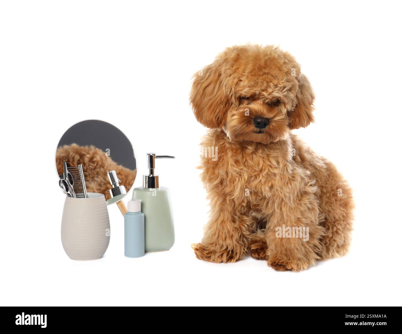 Cute fluffy dog, grooming tools and cosmetic products on white ...