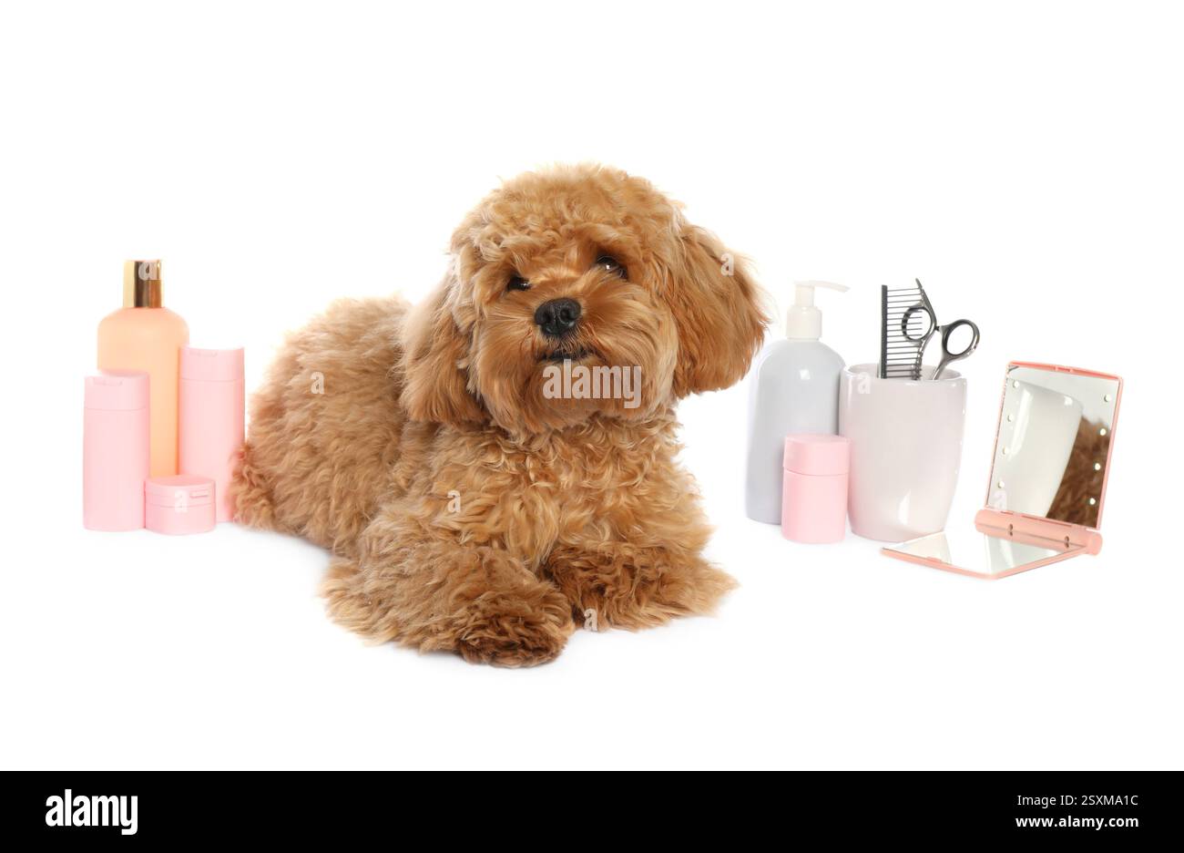 Cute fluffy dog, grooming tools and cosmetic products on white ...