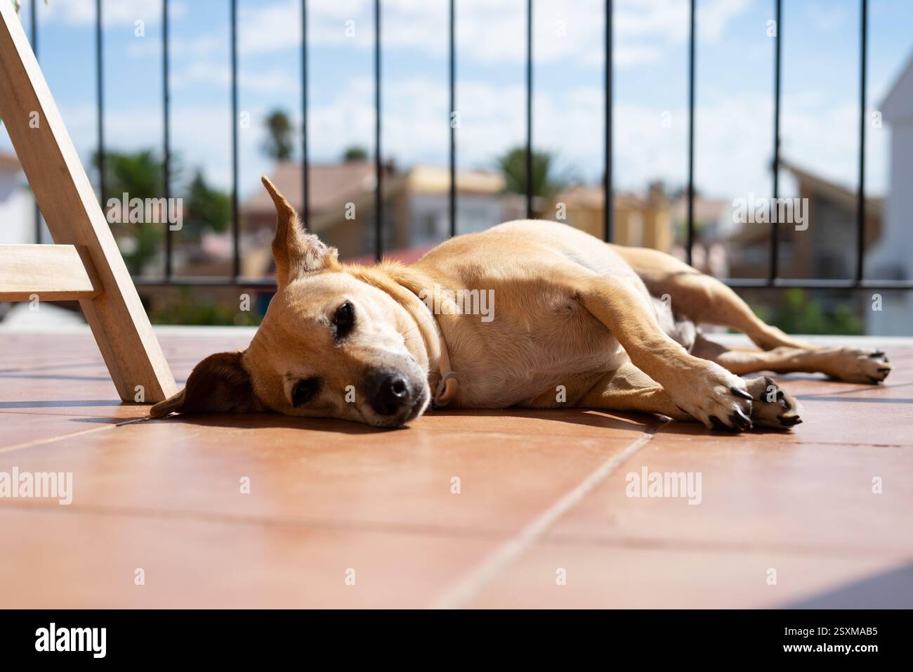 Dog lying on sunny terrace under a clear blue sky Stock Photo - Alamy