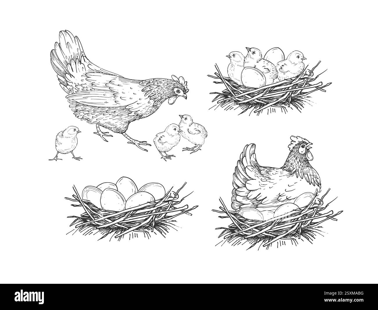 Hens, eggs, chicks and nest. Set of vector black and white hand drawn ...