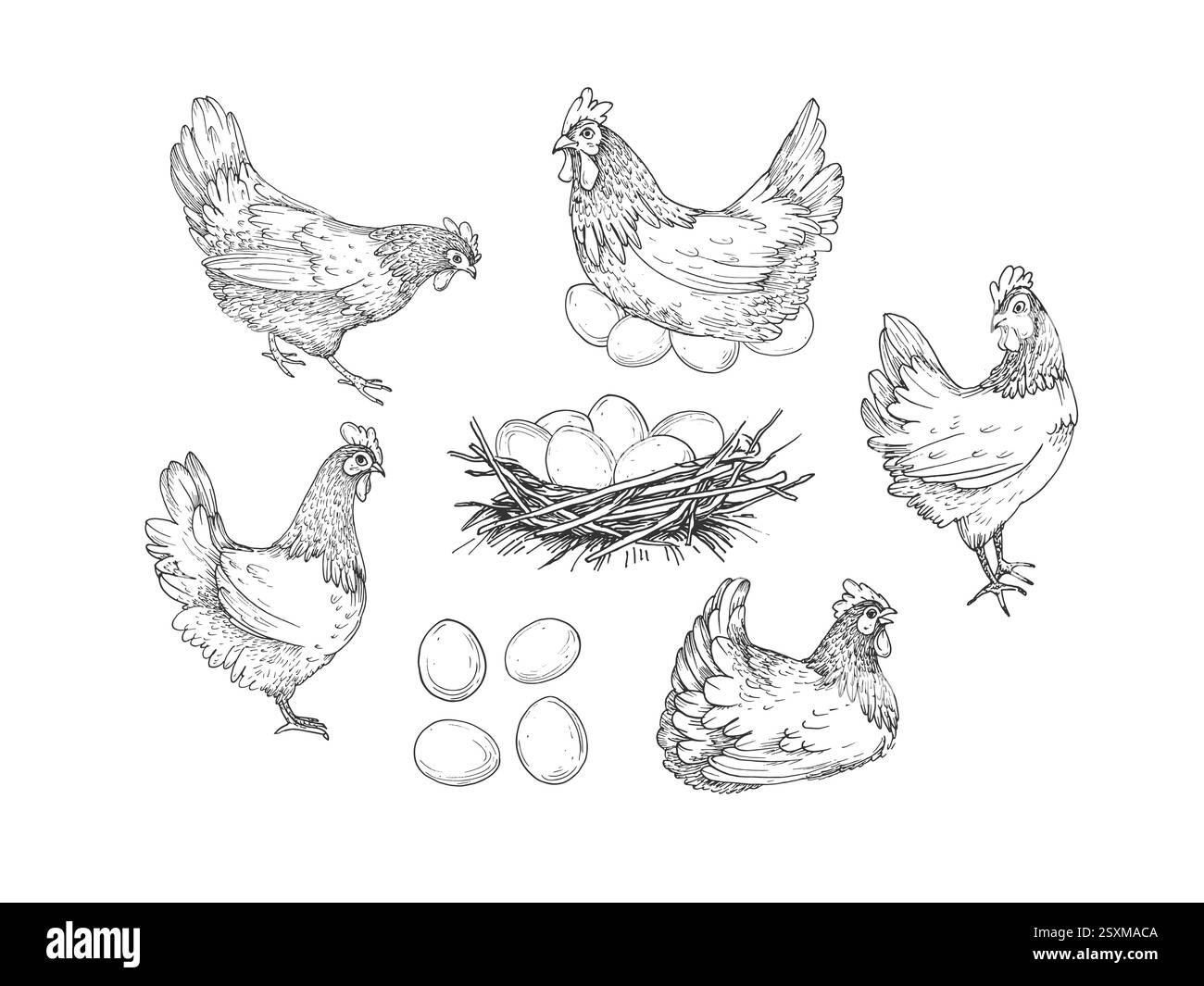 Hens, eggs, and nest. Set of vector black and white hand drawn ink ...