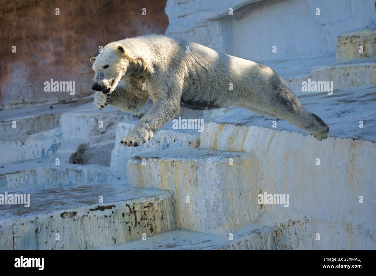 Ho-chan the polar bear at Osaka tennoji zoo Stock Photo - Alamy