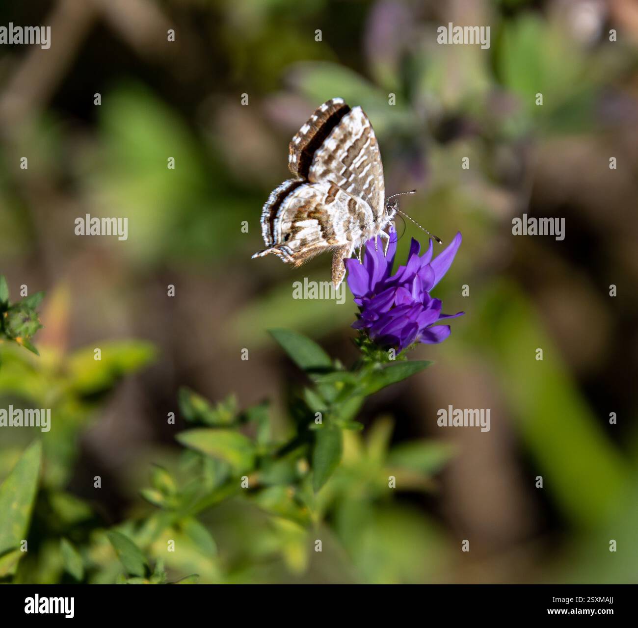 geranium bronze butterfly cacyreus marshalli with closed wings on a ...