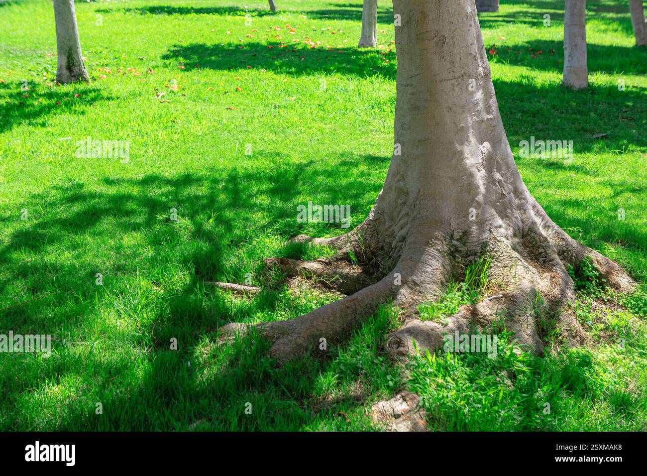 Tree trunk with large, exposed roots spreading out over a well ...