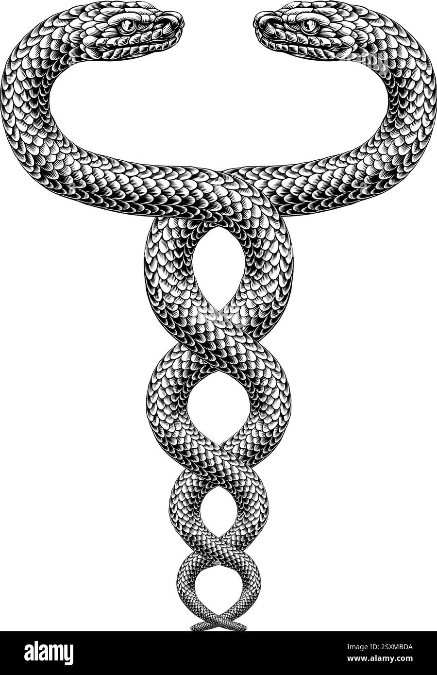 Snakes Coiled Twin Serpents Vintage Illustration Stock Vector Image ...