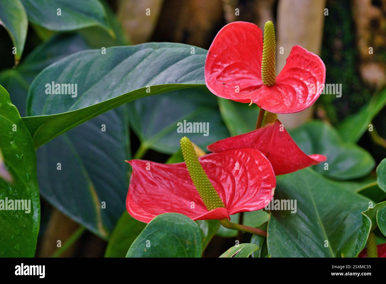 Anthurium andraeanum is a flowering plant species in the family Araceae ...