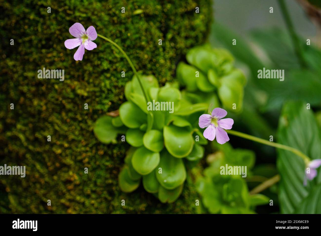 Pinguicula, commonly known as a butterwort plant flower | Kyoto ...