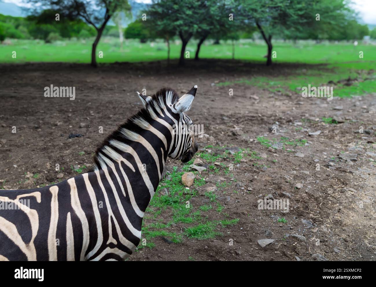 African zebra on dirt ground with green grass, side view.Wild zebra in ...