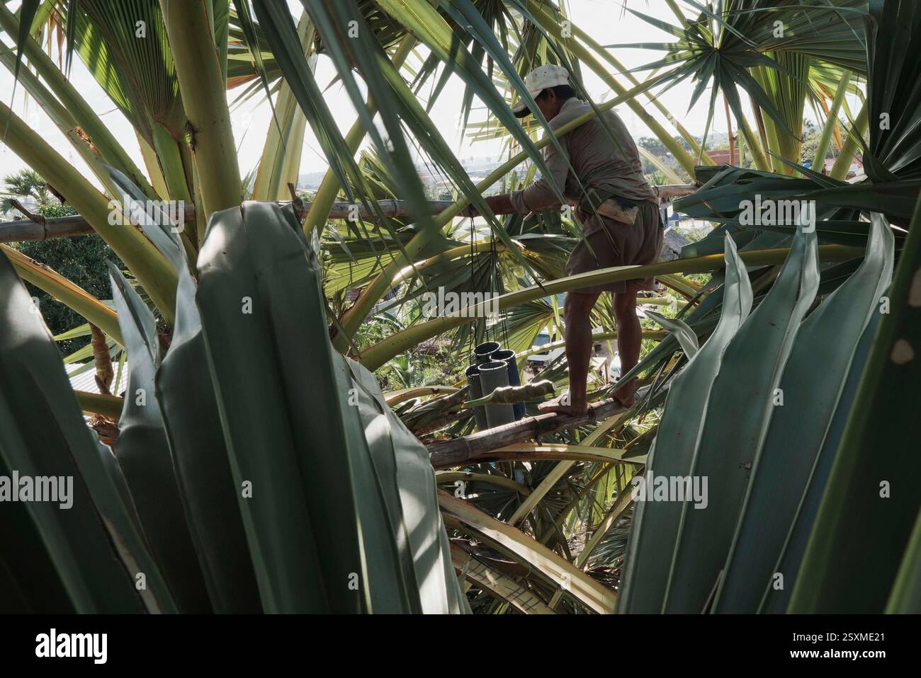 Yem Chin, 62, walks on a long bamboo pole spanning across two tall palm ...