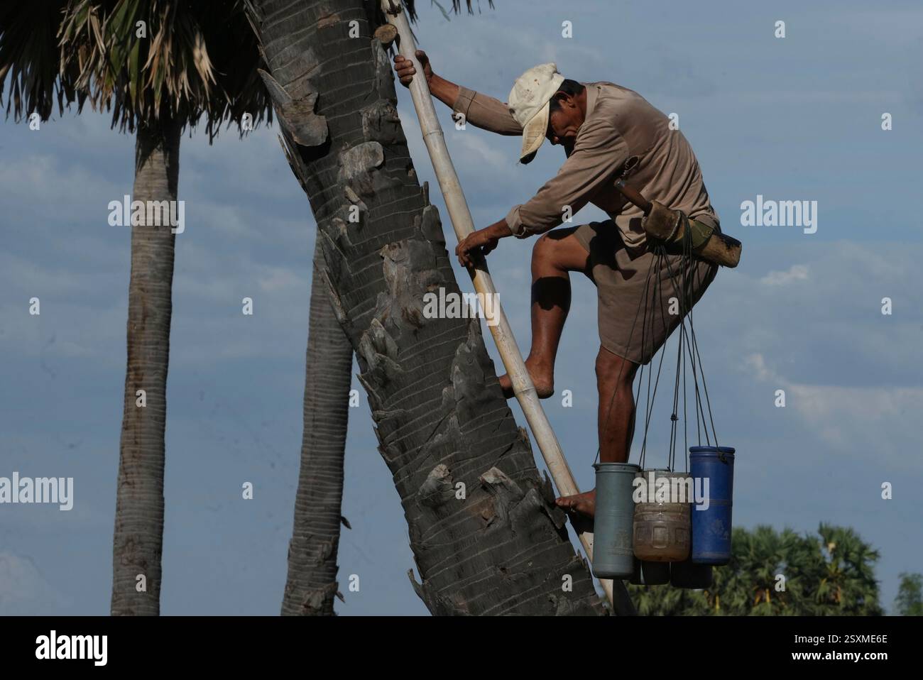 Yem Chin, 62, climbs down a palm tree with sap collected during harvest ...