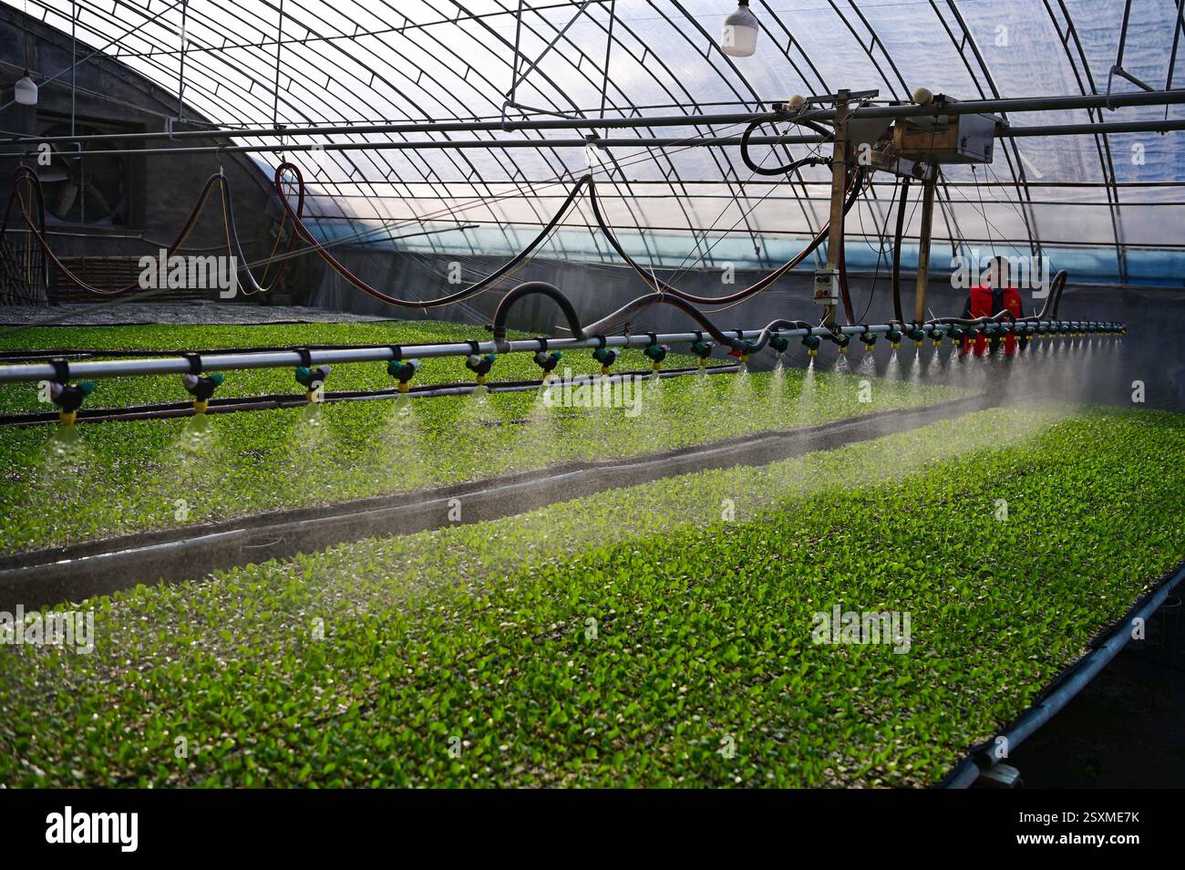LIAOCHENG, CHINA - FEBRUARY 25, 2025 - A vegetable farmer uses a smart ...
