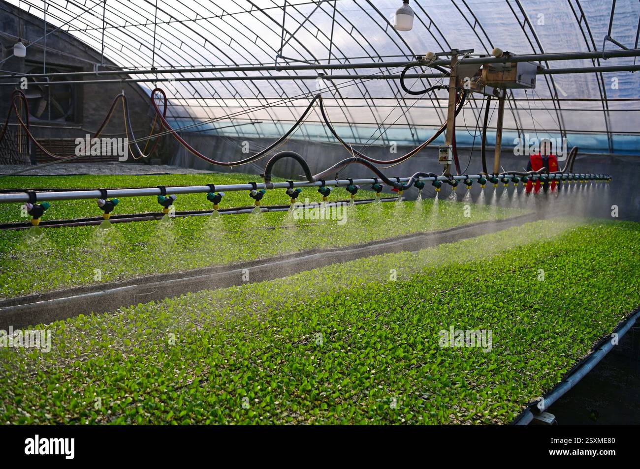 LIAOCHENG, CHINA - FEBRUARY 25, 2025 - A vegetable farmer uses a smart ...