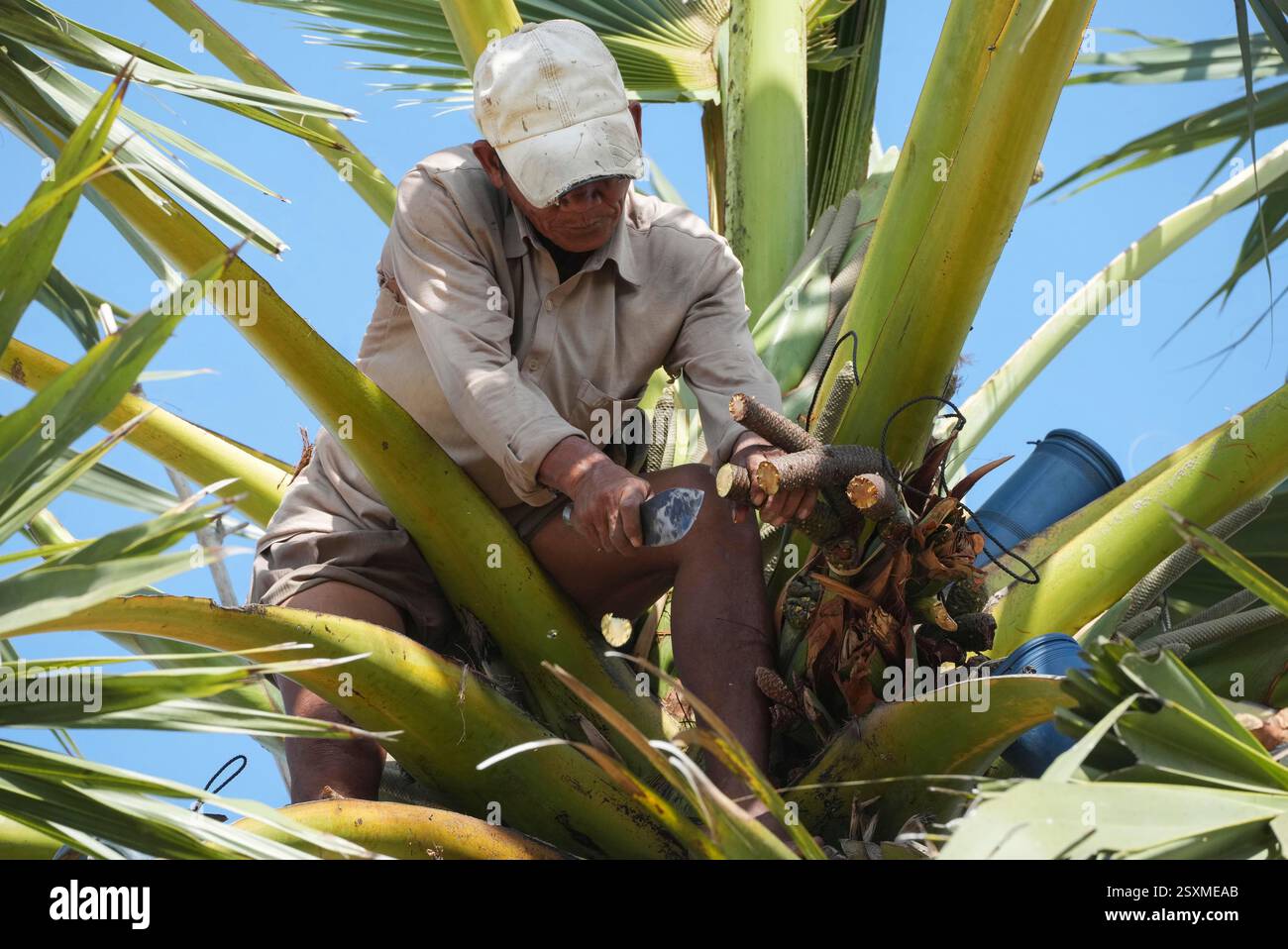 Yem Chin, 62, cuts palm flowers to extract its sap during harvest ...