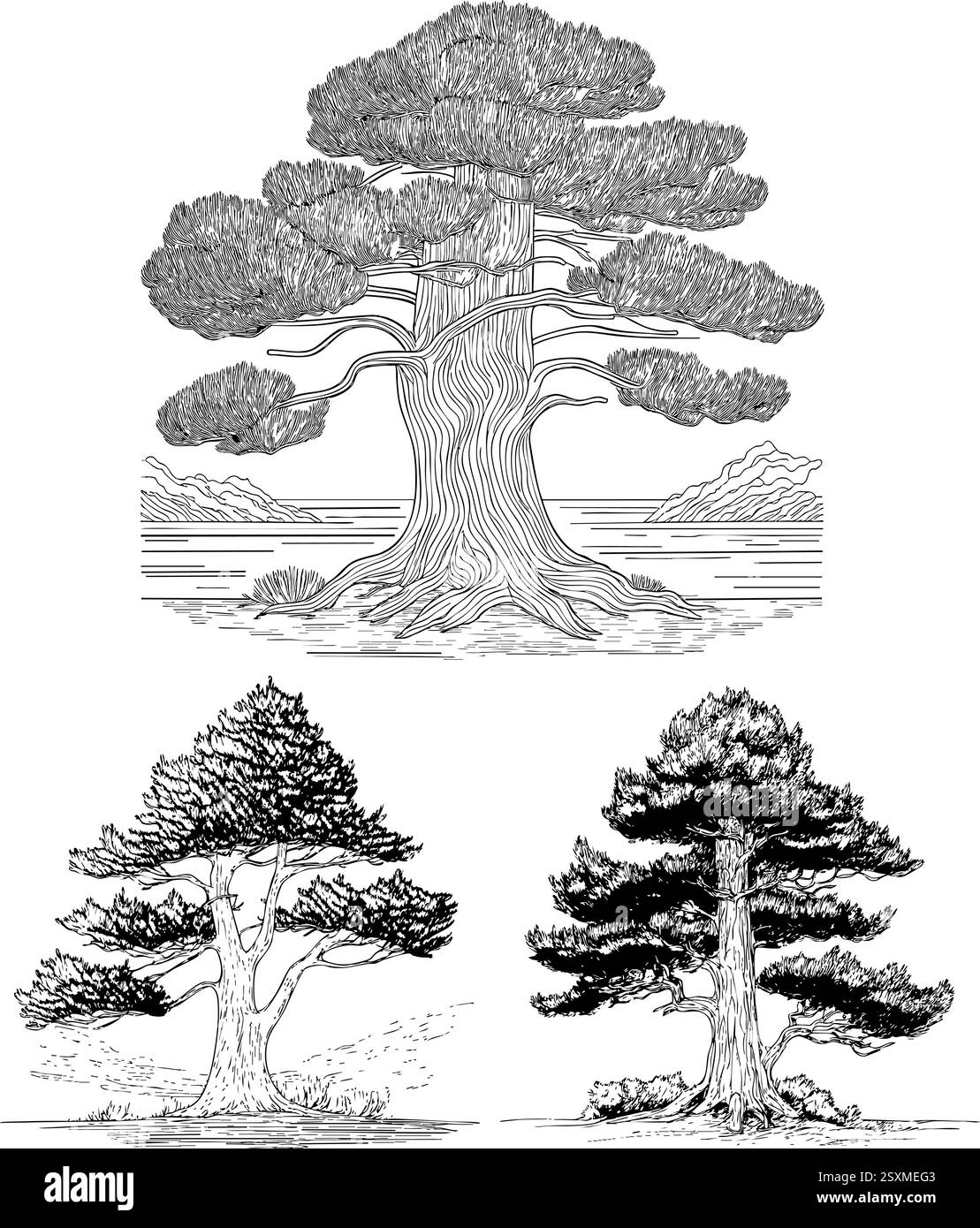 Drawing pine forest on Cut Out Stock Images & Pictures - Alamy