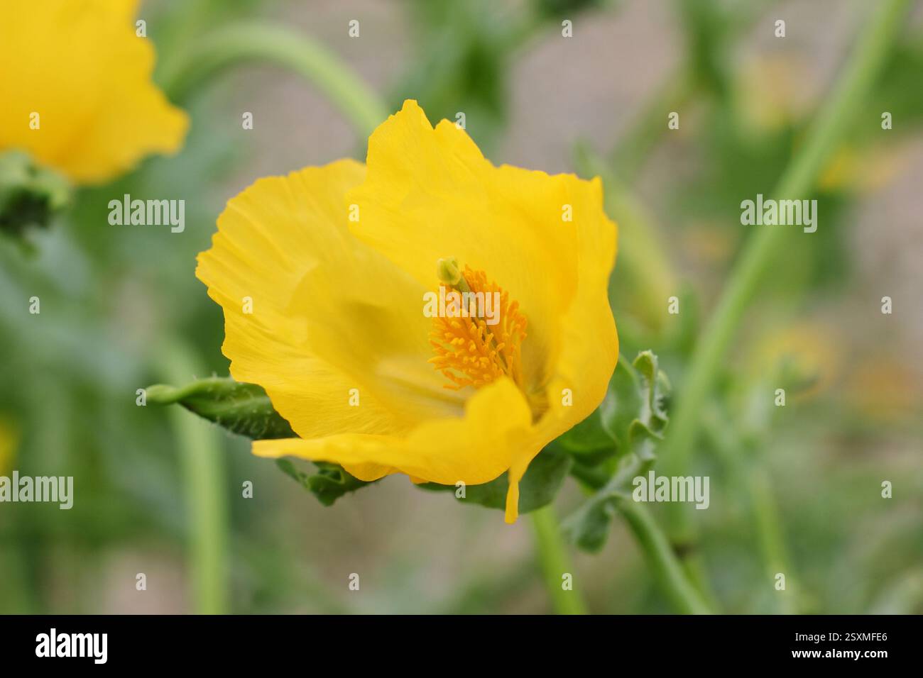 Glaucium flavum. Yellow horned poppy, a coastal, indigenous wild flower ...