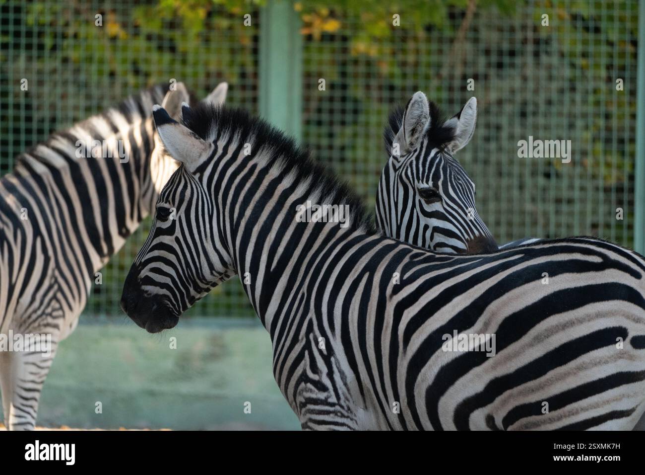 Zebras Zoo Enclosure Captivity: Two zebras rest together within a zoo ...