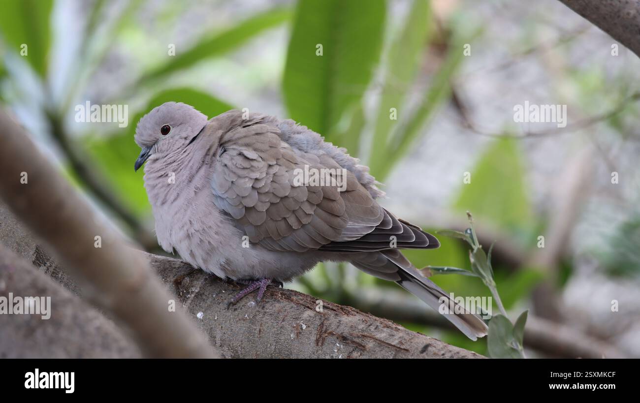 a turtledove perched on a branch with its feathers ruffled, grooming ...