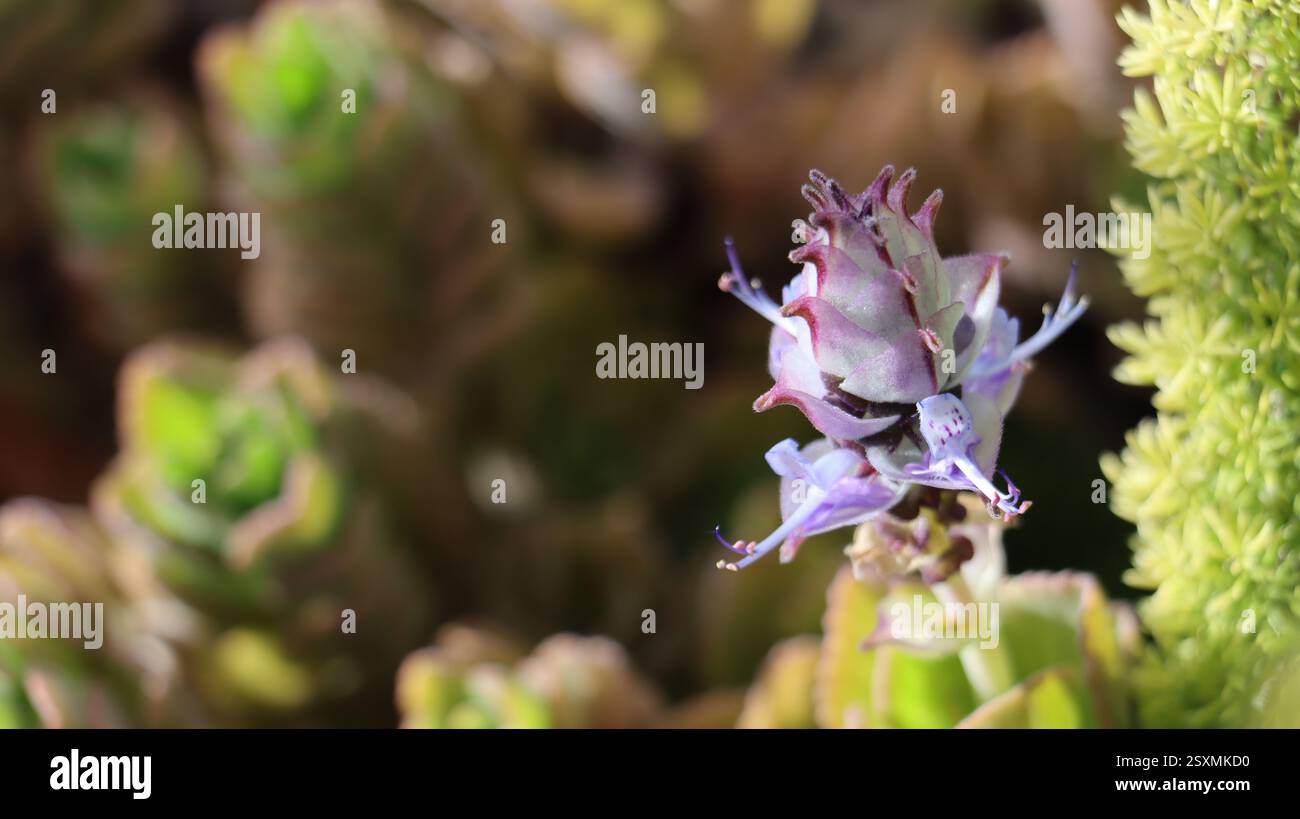 Purple flower of the locust bush, fly bush or mosquito bush (Coleus ...