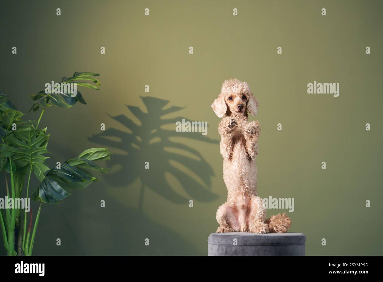 A well-groomed poodle stands gracefully on a pedestal with green plants ...