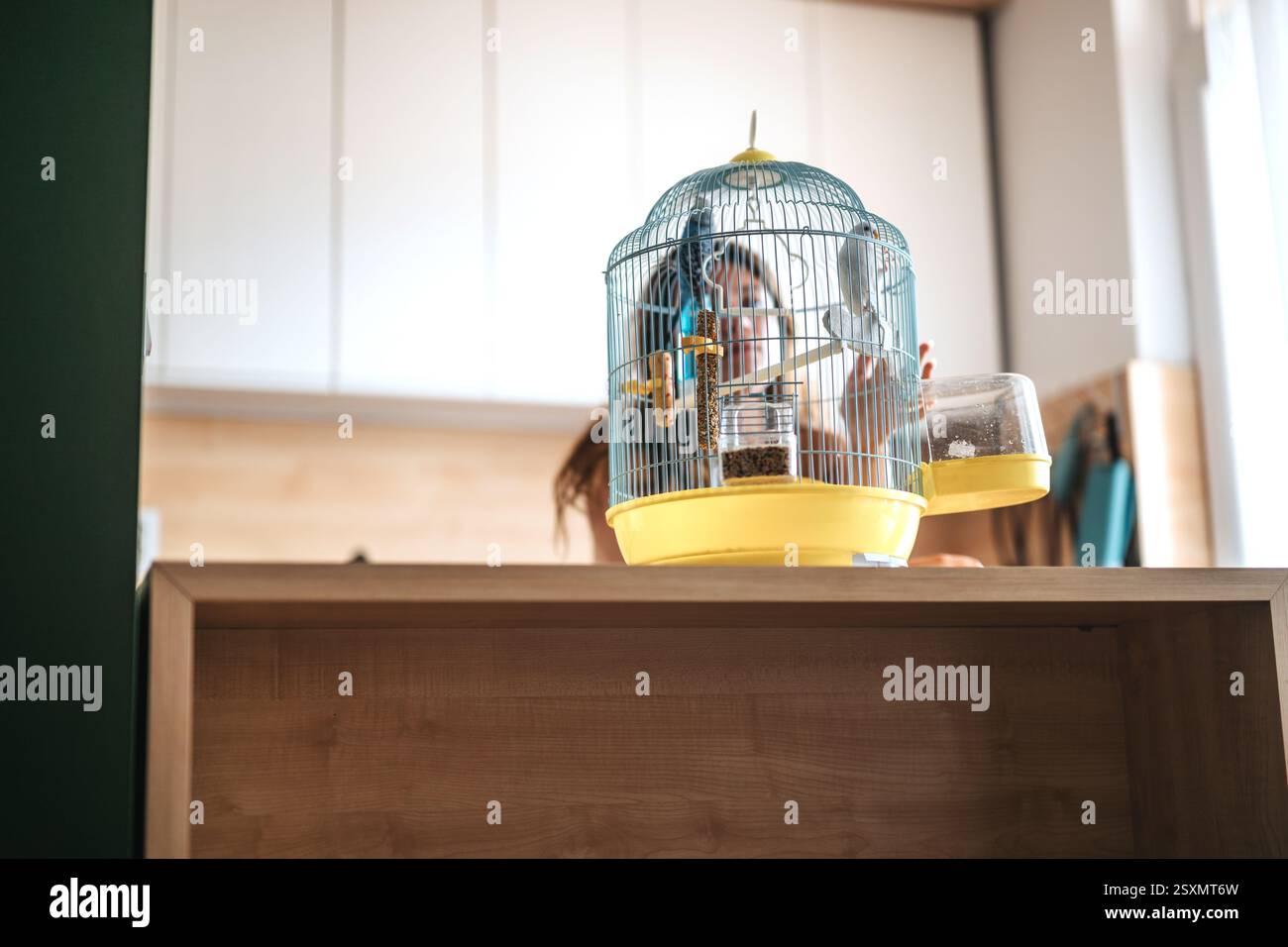 Person interacting with pet bird in a modern home interior Stock Photo ...