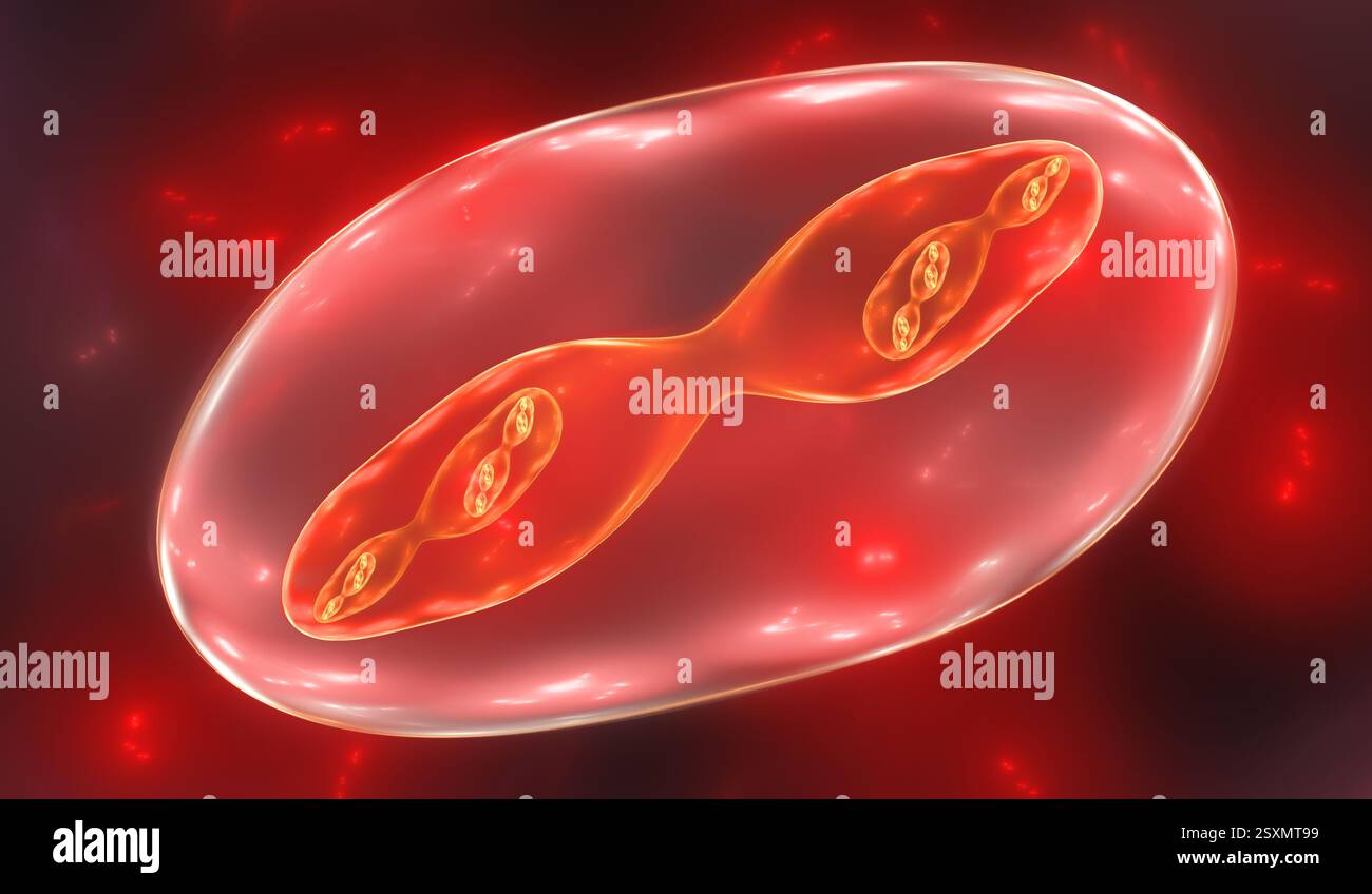 Cell Division - Mitosis and Meiosis, illustration Stock Photo - Alamy