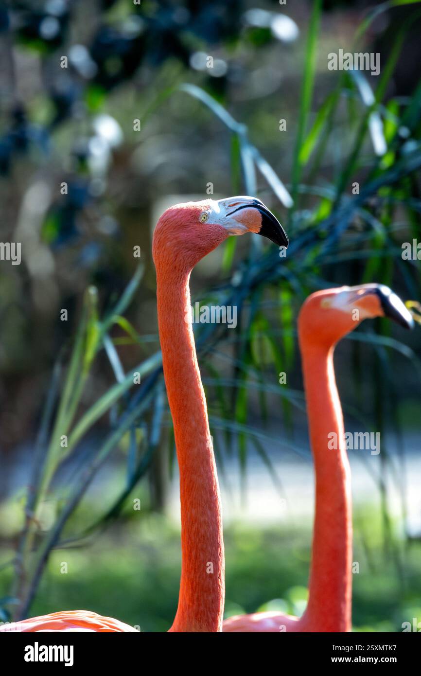 The American Flamingo, a striking wader, feeds on algae and crustaceans ...