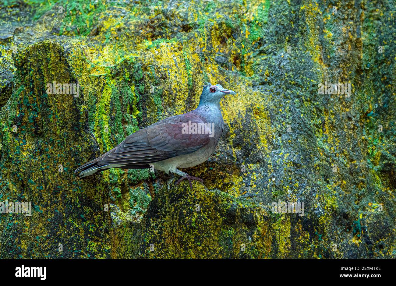 Madagascar Turtle-Dove, (Nesoenas picturata) stands in the stone Stock ...