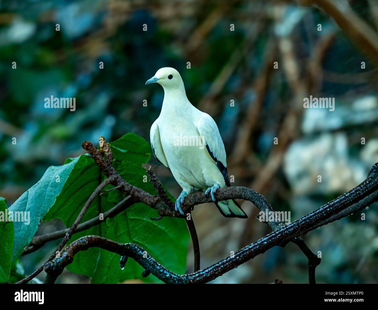Pied Imperial Pigeon (Ducula bicolor), adult, sitting on a branch Stock ...