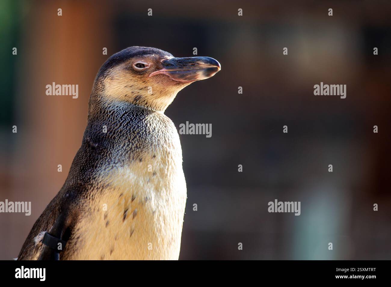 The African Penguin, an endangered seabird, feeds on fish and squid ...