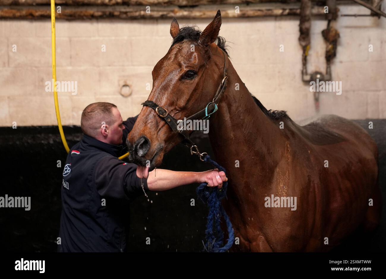 Springwell Bay is hosed down by stable hand Alan Berry after the ...