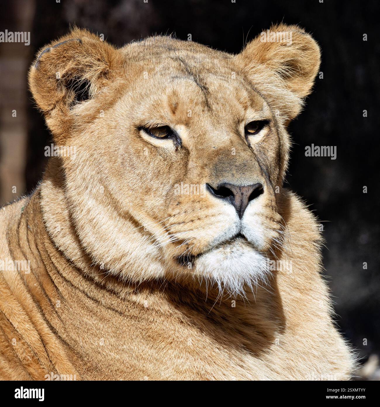 The African Lion, a powerful predator, hunts zebras and wildebeests ...