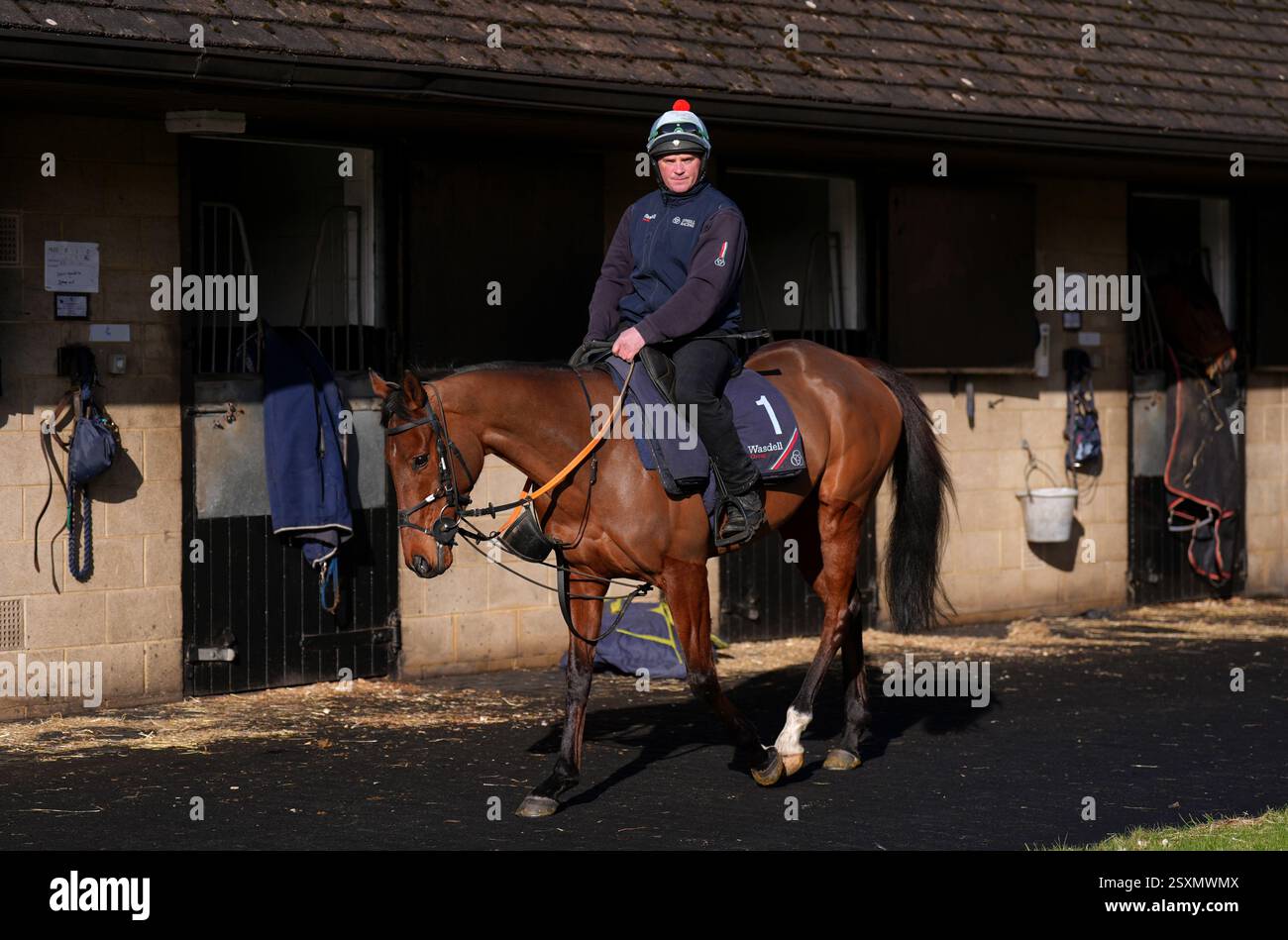 Springwell Bay during a visit to Jonjo and AJ O'Neill's training yard ...
