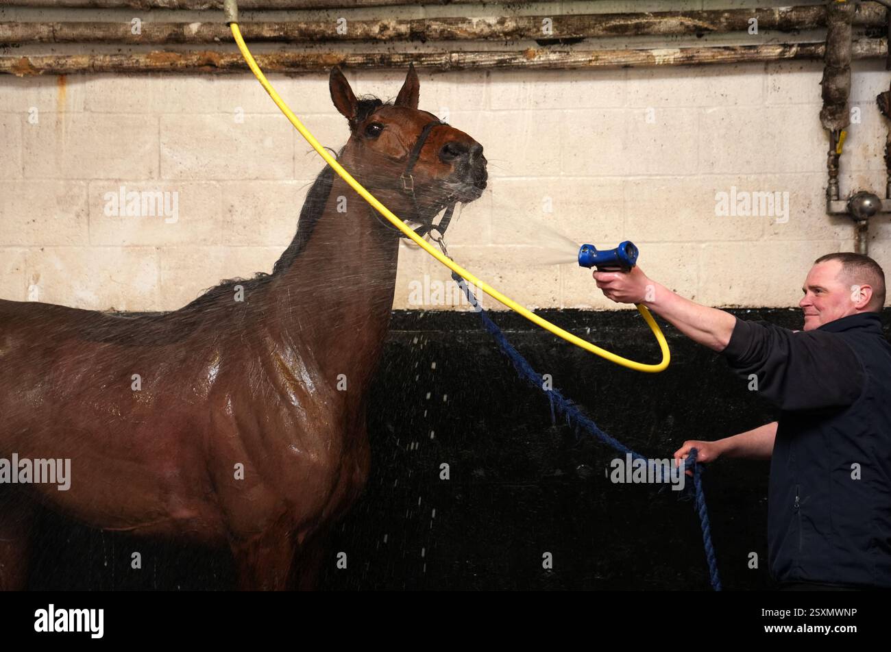 Springwell Bay is hosed down by stable hand Alan Berry after the ...