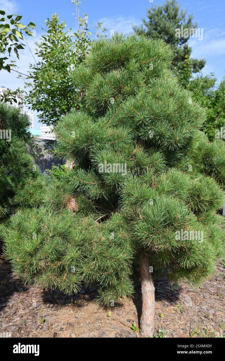 Pinus nigra - the young black Australian pine tree Stock Photo - Alamy