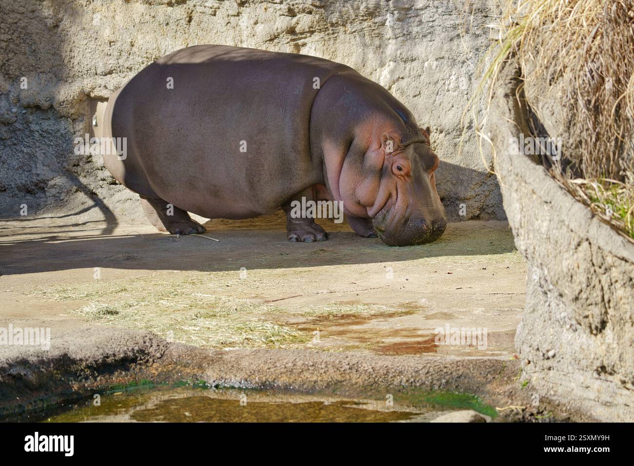 Gen-chan The female hippo at Osaka Tennoji Zoo in Japan (hippopotamus ...