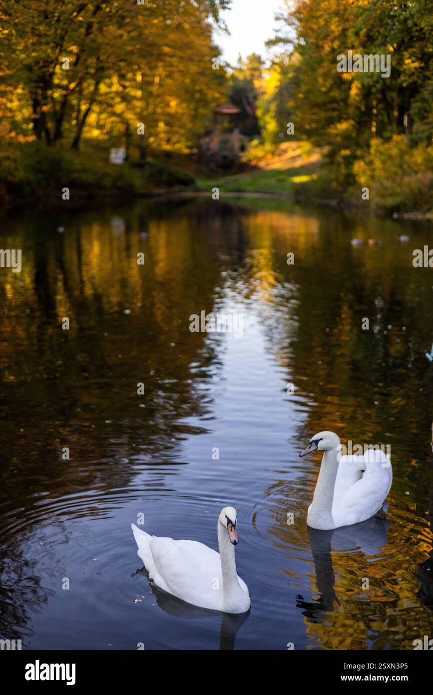Two white swans gracefully swim in a calm lake, reflecting golden ...