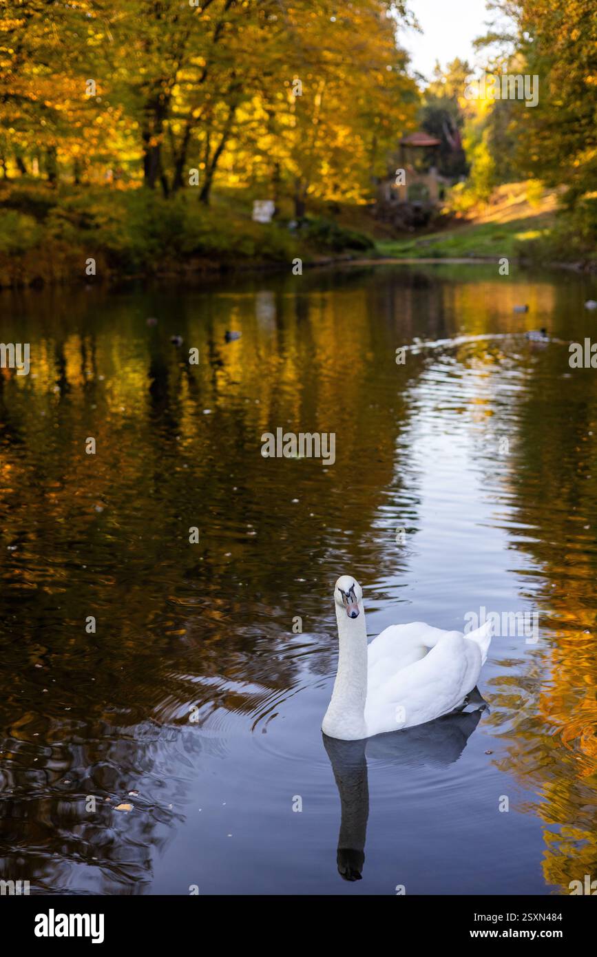 Two white swans gracefully swim in a calm lake, reflecting golden ...