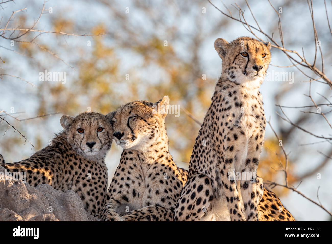 South Africa, Sabi Sand, Cheetah (Acinonyx jubatus), female and two ...