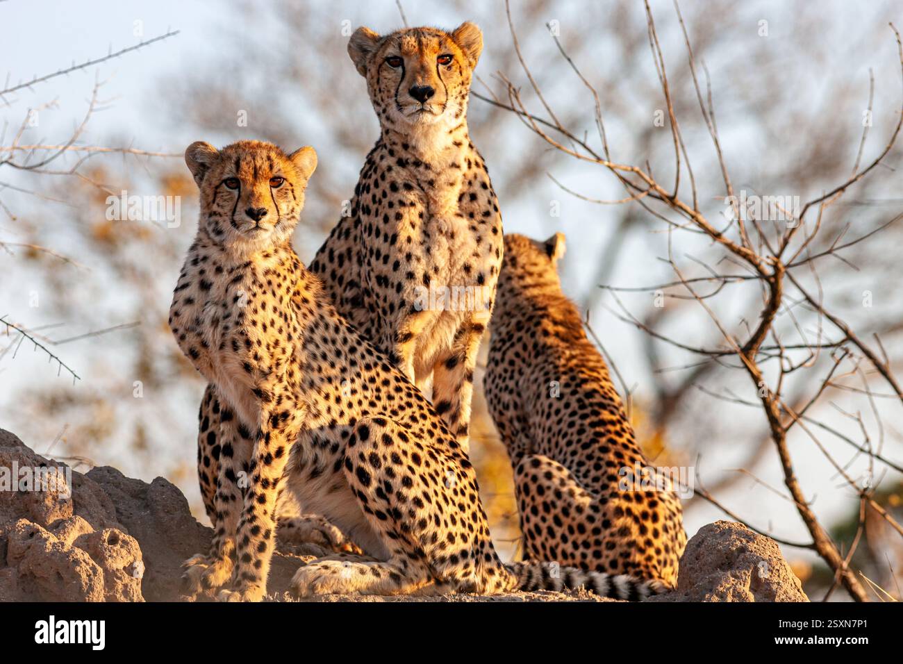 South Africa, Sabi Sand, Cheetah (Acinonyx jubatus), female and two ...